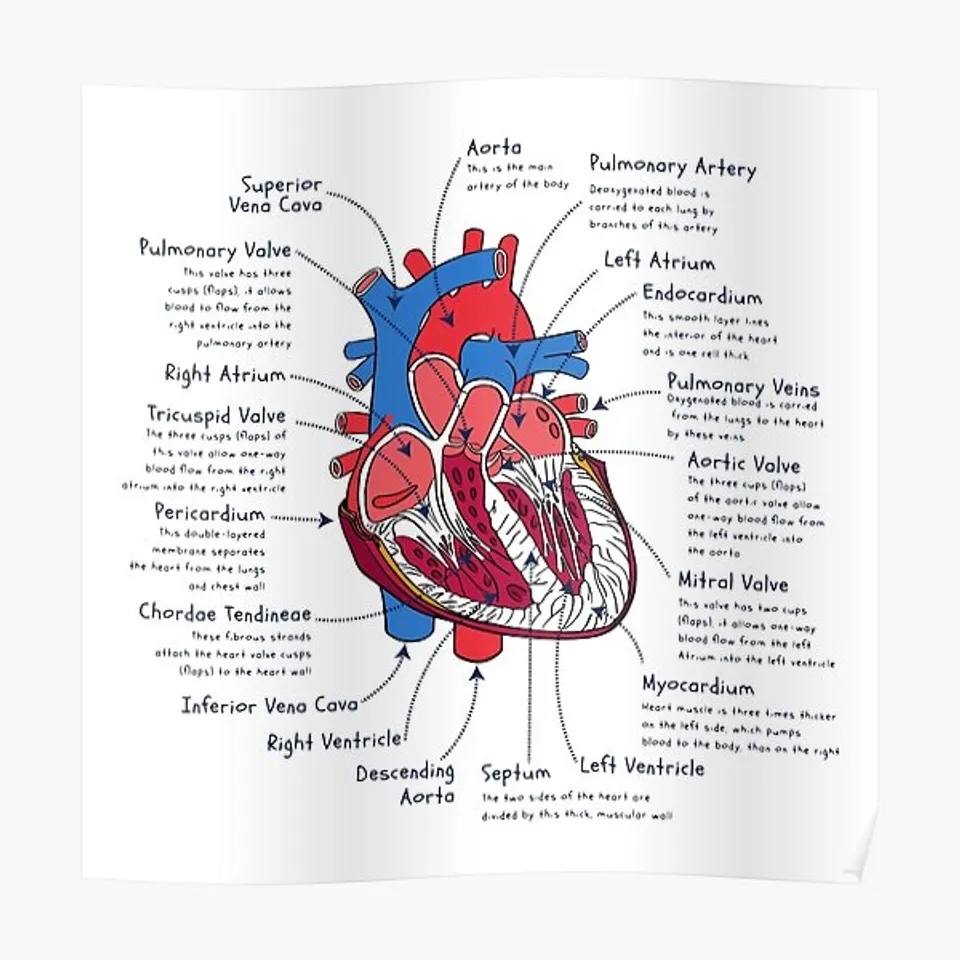 Human Anatomy Charts in Healthcare and Education - Rehab Therapy Supplies
