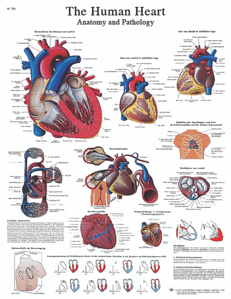 Organ Charts: A Vital Tool in Education and Clinical Settings - Rehab ...