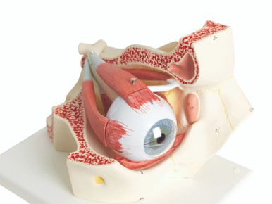 3B Scientific Anatomical Eye Model - 7-Part with Smart Anatomy