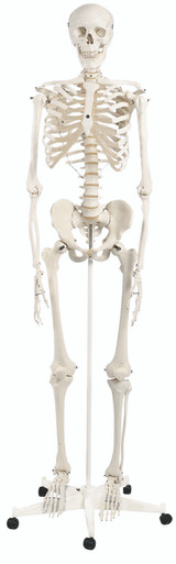 3B Scientific Anatomical Model - Stan the Classic Skeleton