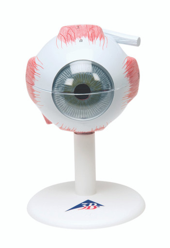 3B Scientific Anatomical Eye Model - 6-Part with Smart Anatomy