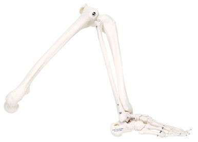 Anatomical Model - Loose Bones, Left Leg Skeleton