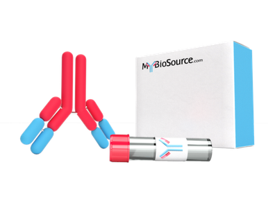 Monoclonal Antibody to Lipolysis Stimulated Lipoprotein Receptor (LSR)