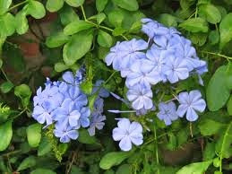 PLANTA EMBELESO - YEMAYA CHANGO