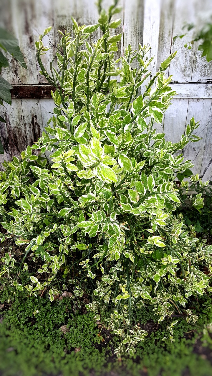 MATA ITAMO REAL / MILK HEDGE PLANT - YEMAYA CHANGO