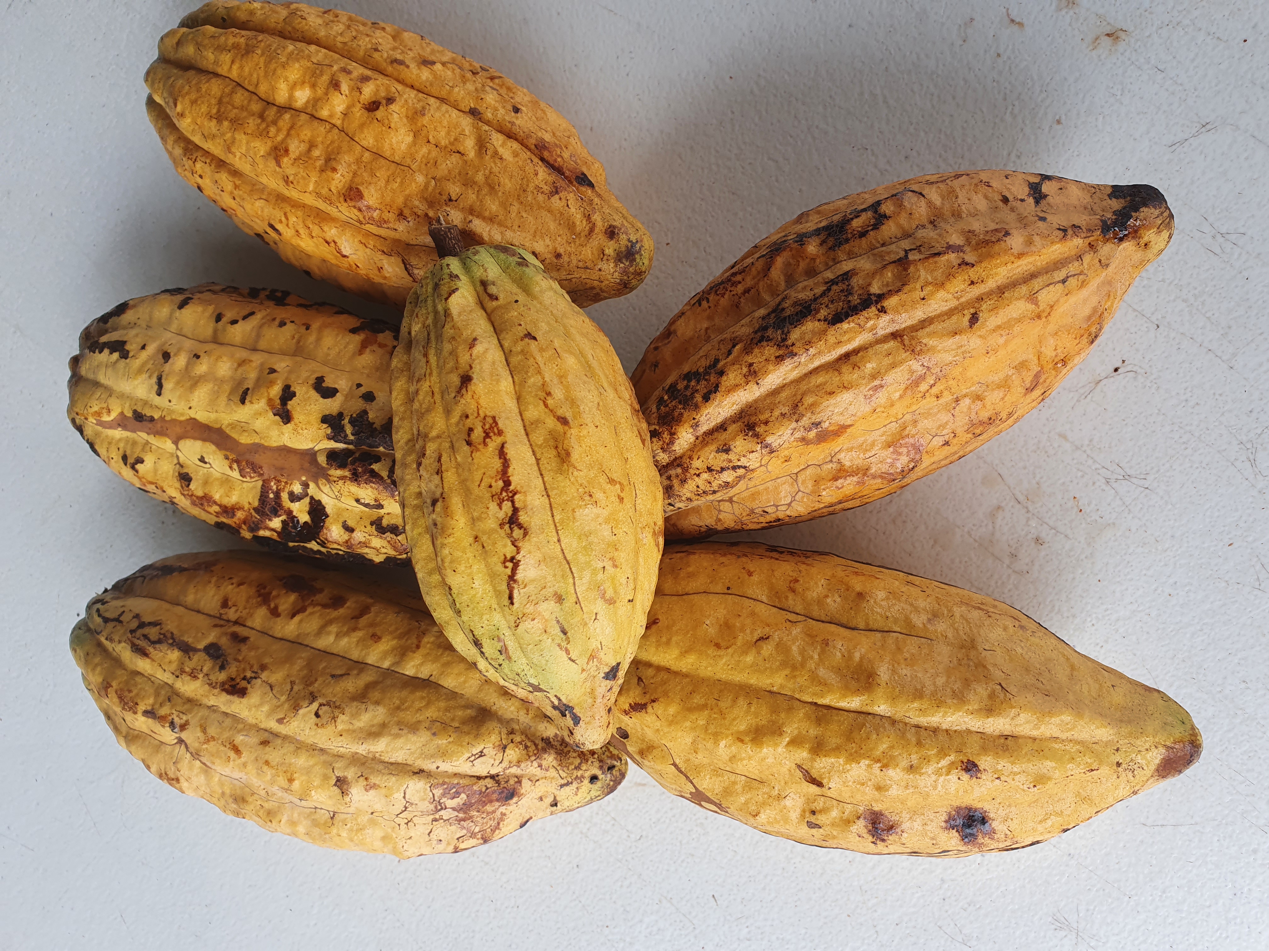 Our Cocoa World 2026 - Charley's