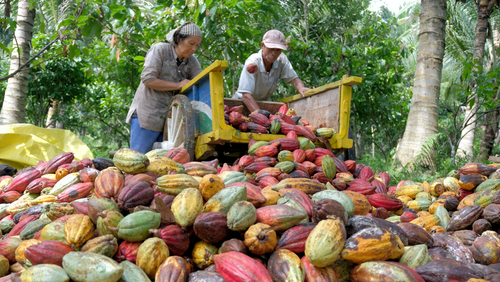 Where does my chocolate come from? - Charley's