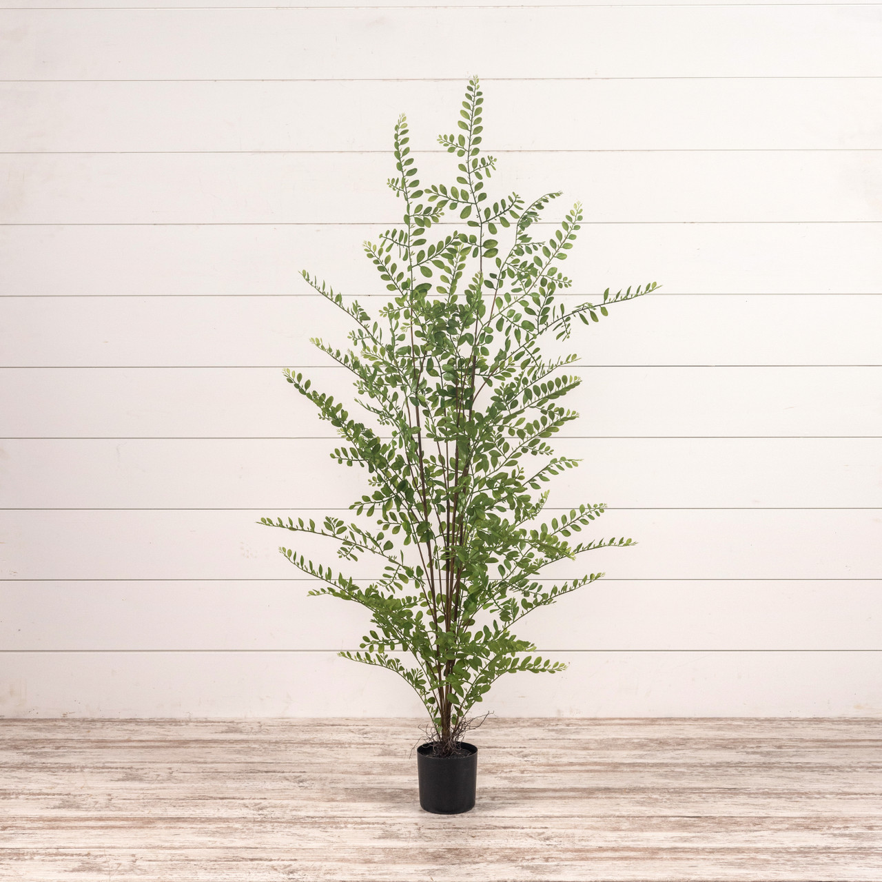 35" FERN TREE IN BLACK POT - Ragon House