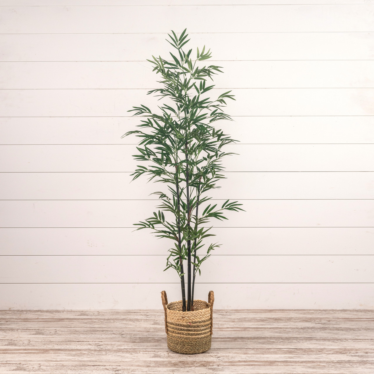5' MINI BAMBOO TREE IN BLACK POT - Ragon House