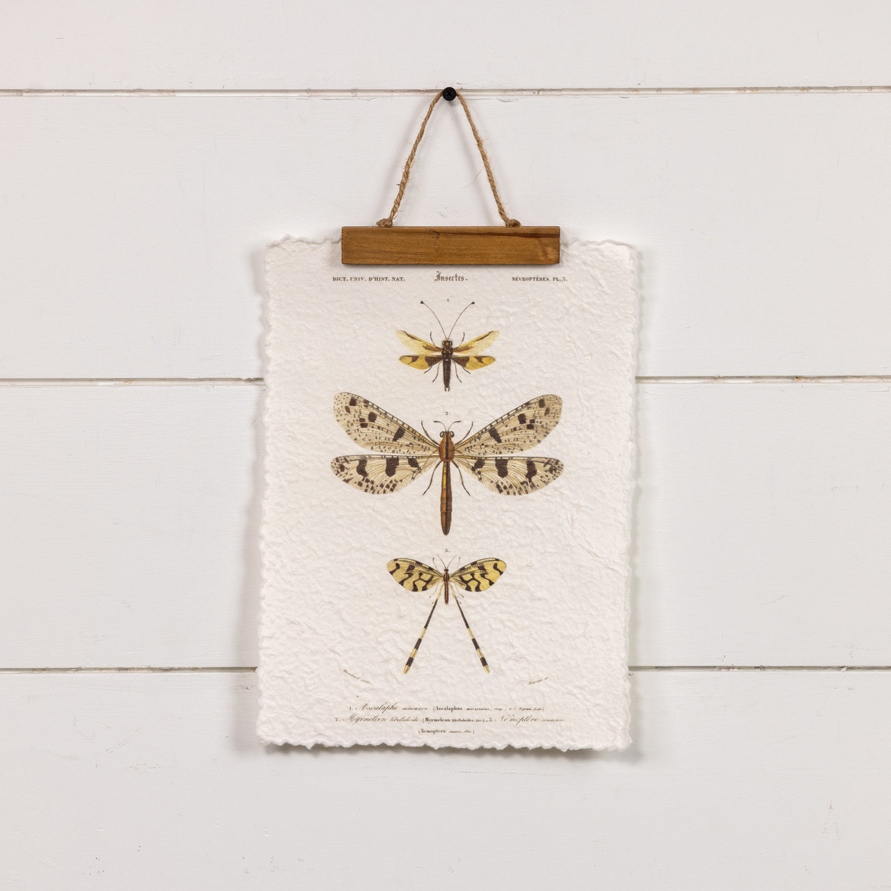 THREE DRAGONFLIES PAPER SCROLL - Ragon House
