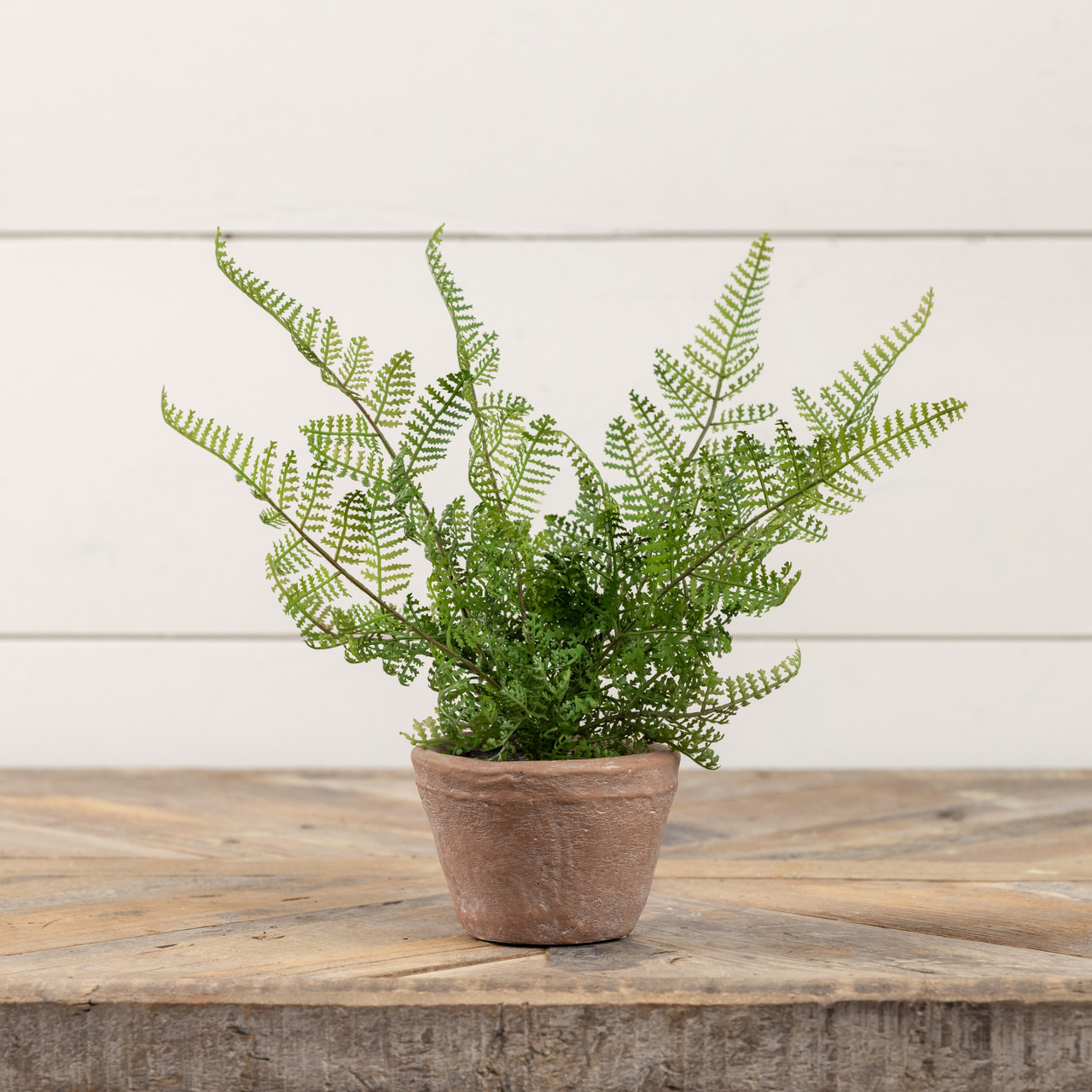 8" POTTED LACE FERN - Ragon House