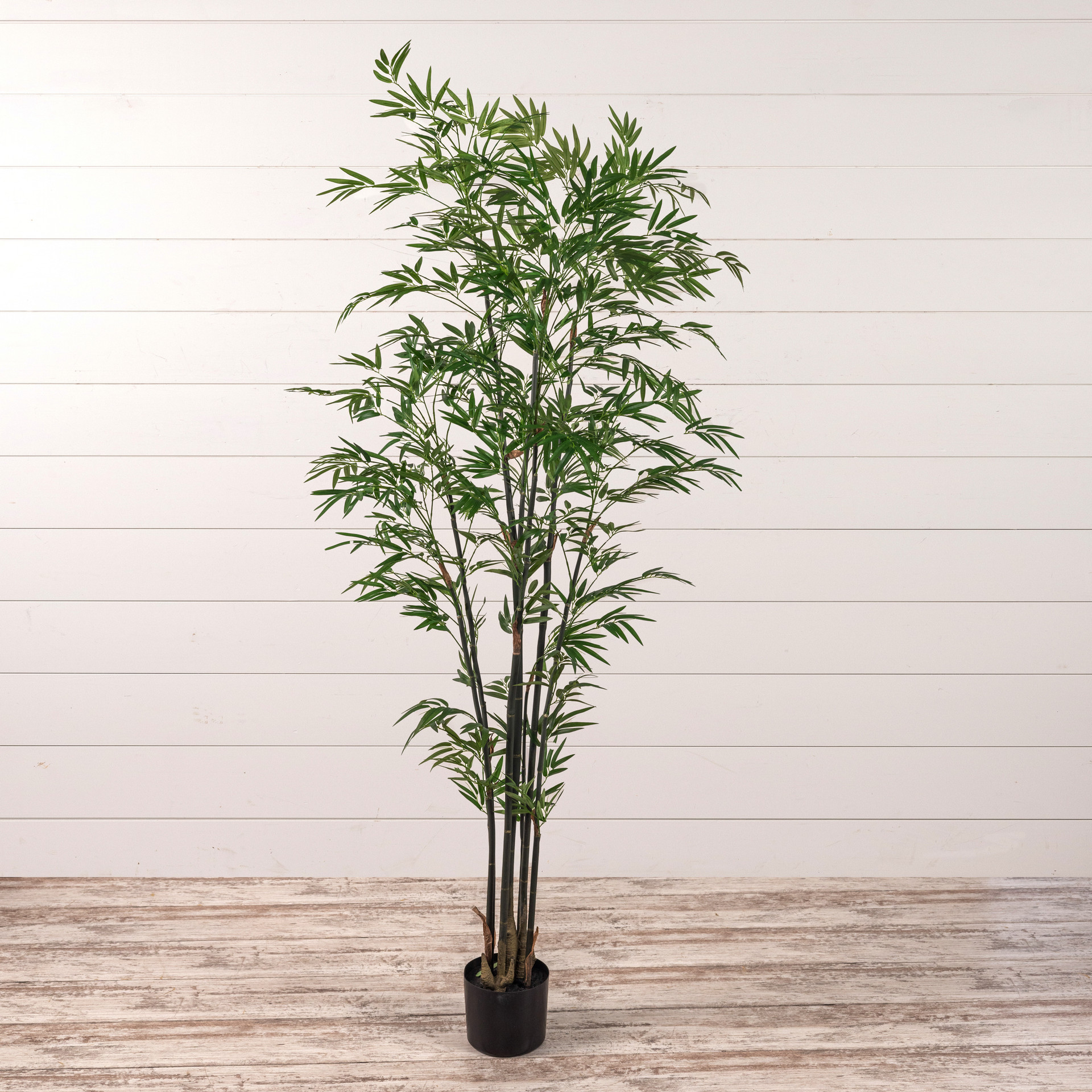 7' MINI BAMBOO TREE IN BLACK POT - Ragon House
