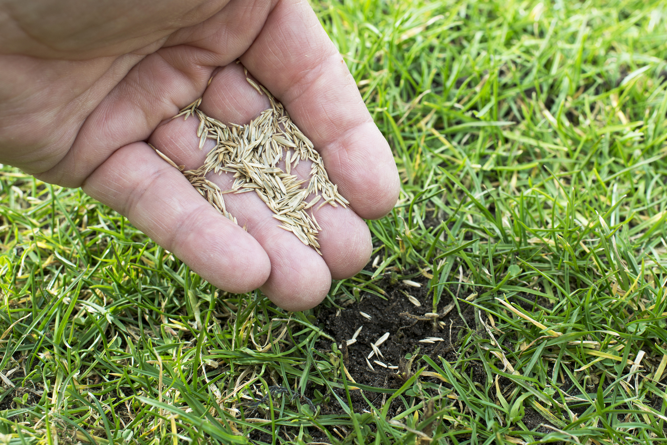 Overseeding a lawn in 7 easy steps - Peacock Turfscape
