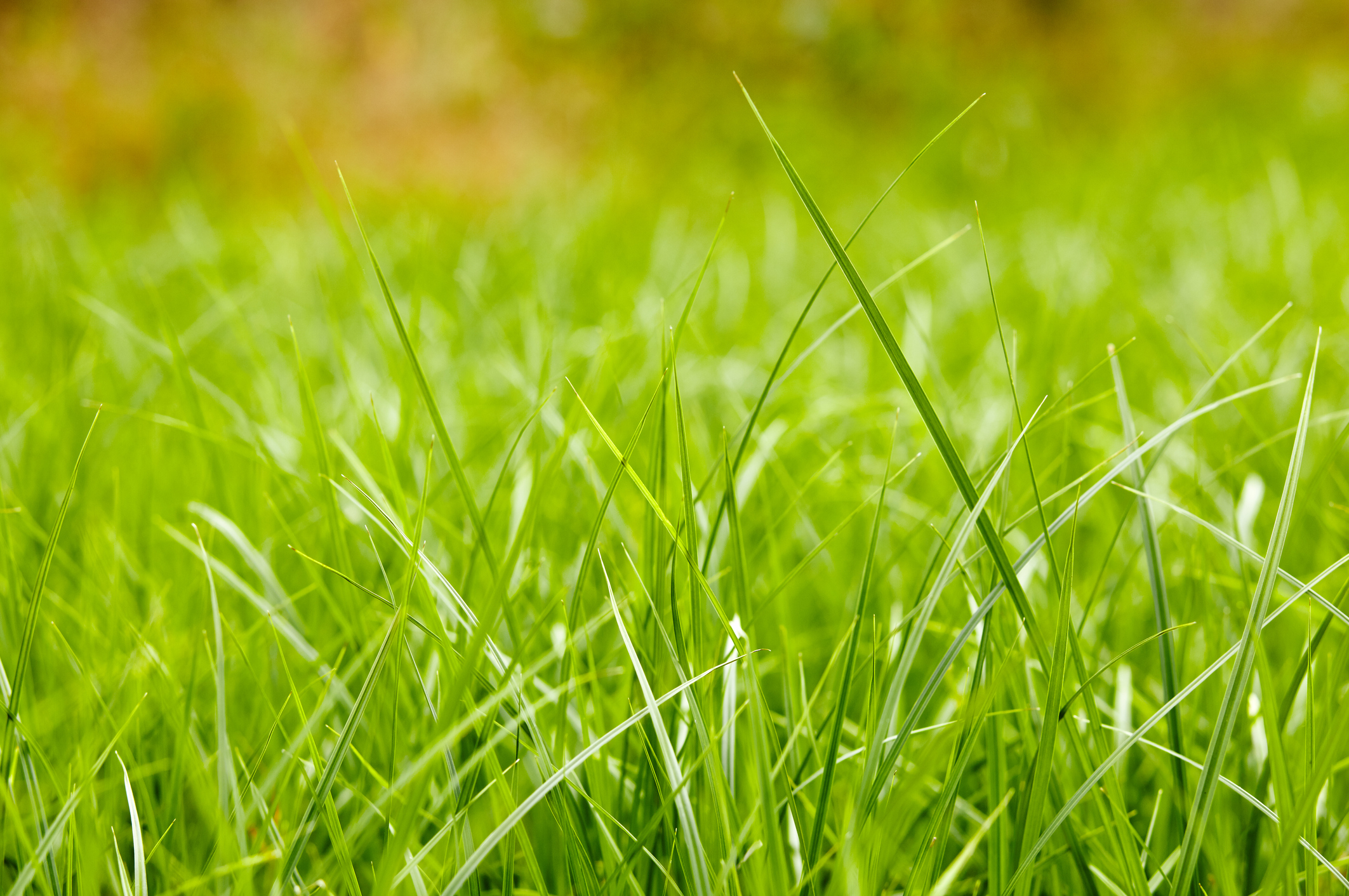 Spring Awakening: Your Grass is Getting Ready! - Peacock Turfscape