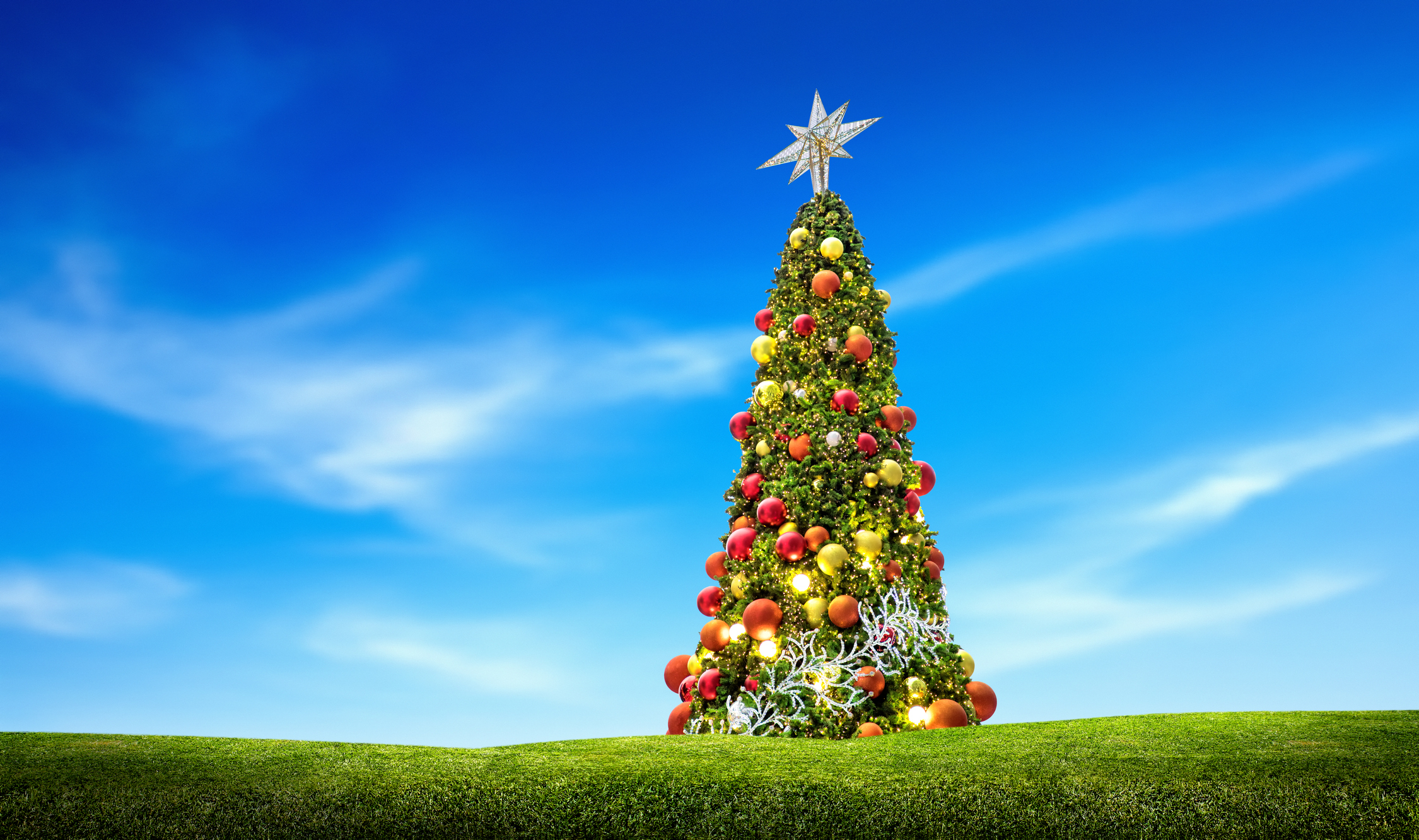 And that's a wrap on 2024! - Peacock Turfscape