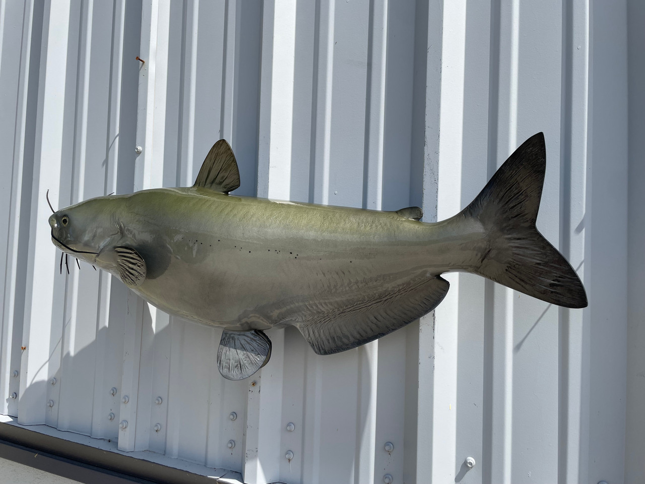 34 Inch Channel Catfish Fish Mount Replica Reproduction For Sale