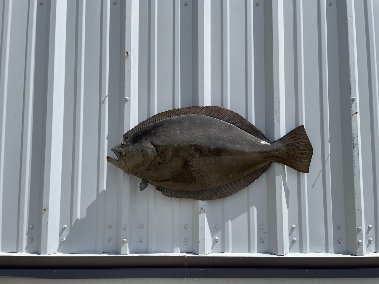 33 Inch Flounder Half Mount Flounder Half Sided Fish Replica