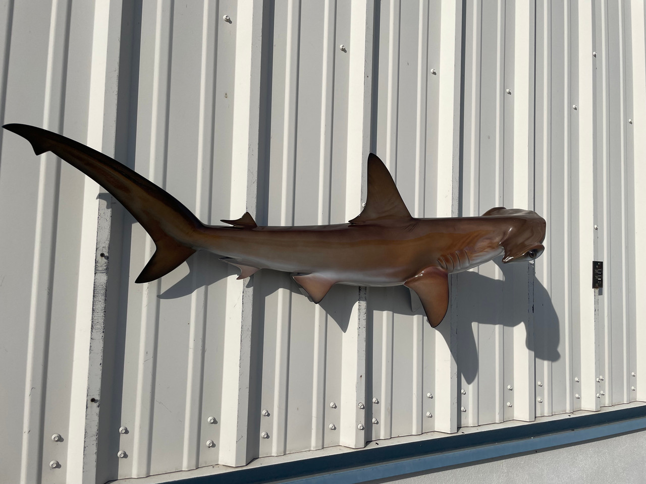 48 Inch Hammerhead Shark Mount Replica Reproduction For Sale