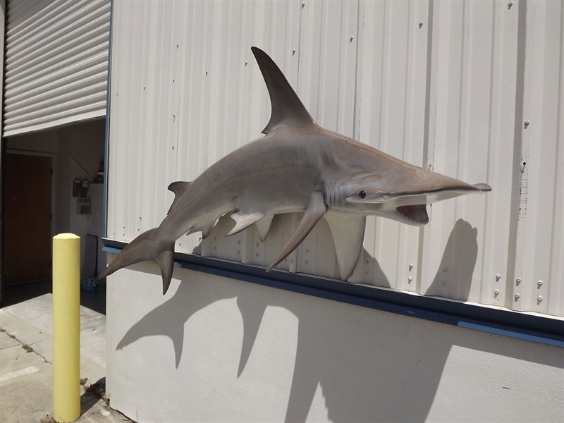 96 Inch Hammerhead Shark Mount 96 Inch Hammerhead Shark Full Mount 96 ...