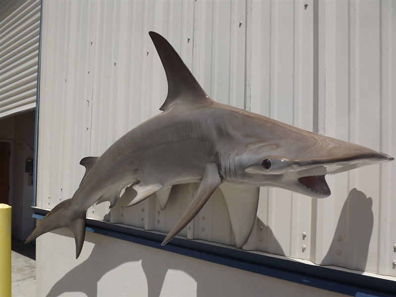 96 Inch Hammerhead Shark Mount Replica Reproduction For Sale