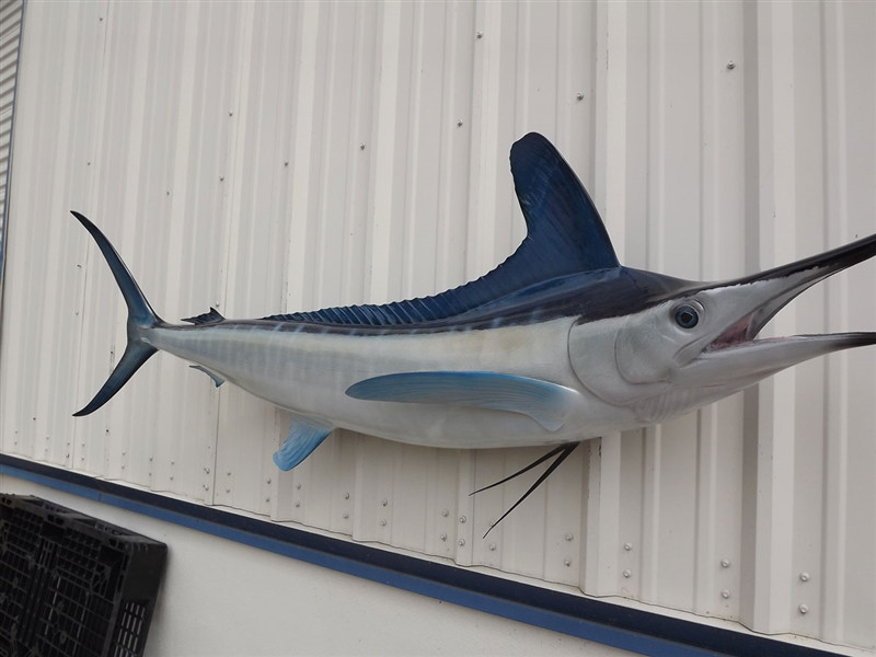 96 Inch White Marlin Fish Mount Replica