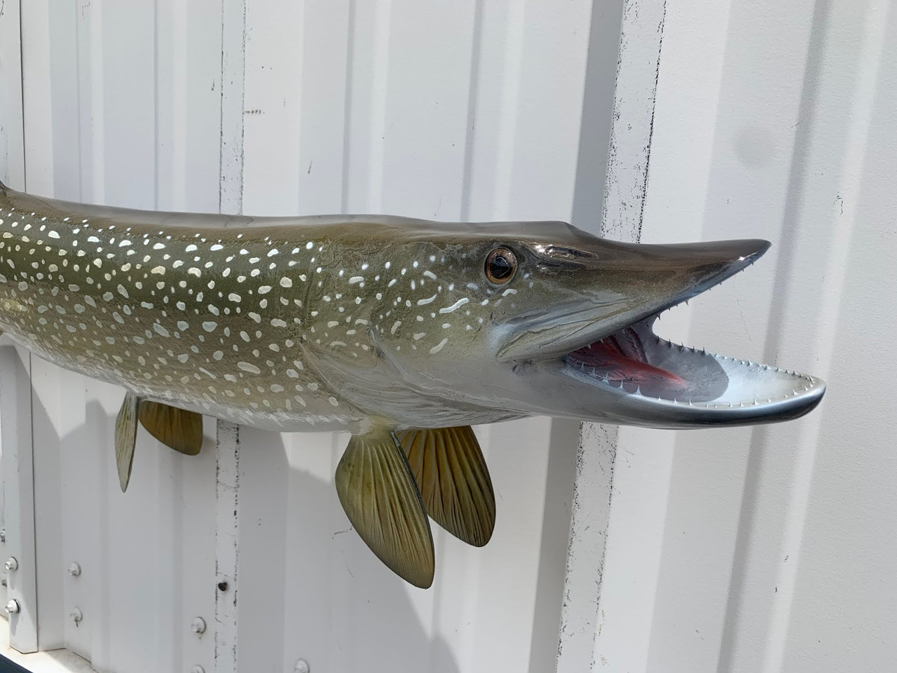 35 Inch Northern Pike Fish Mount Replica Reproduction For Sale