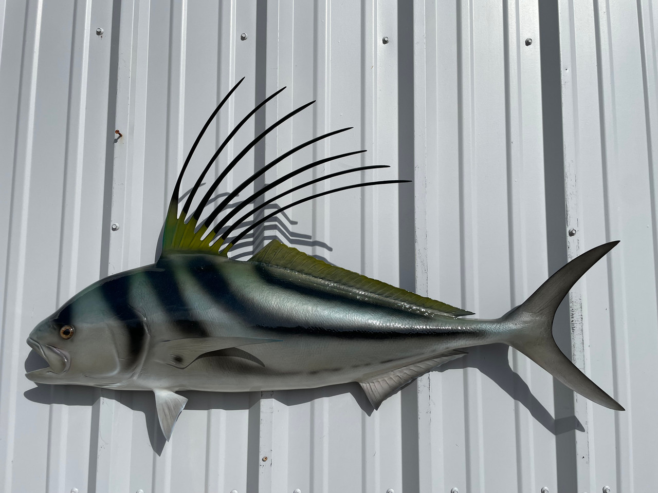 44 Inch Roosterfish Half Mount Roosterfish Half Sided Fish Replica