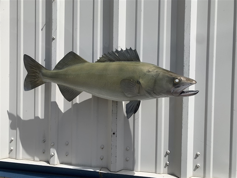 Walleye Fish Mount Two Sided Wall Mount Fish Replica - 30 Inches