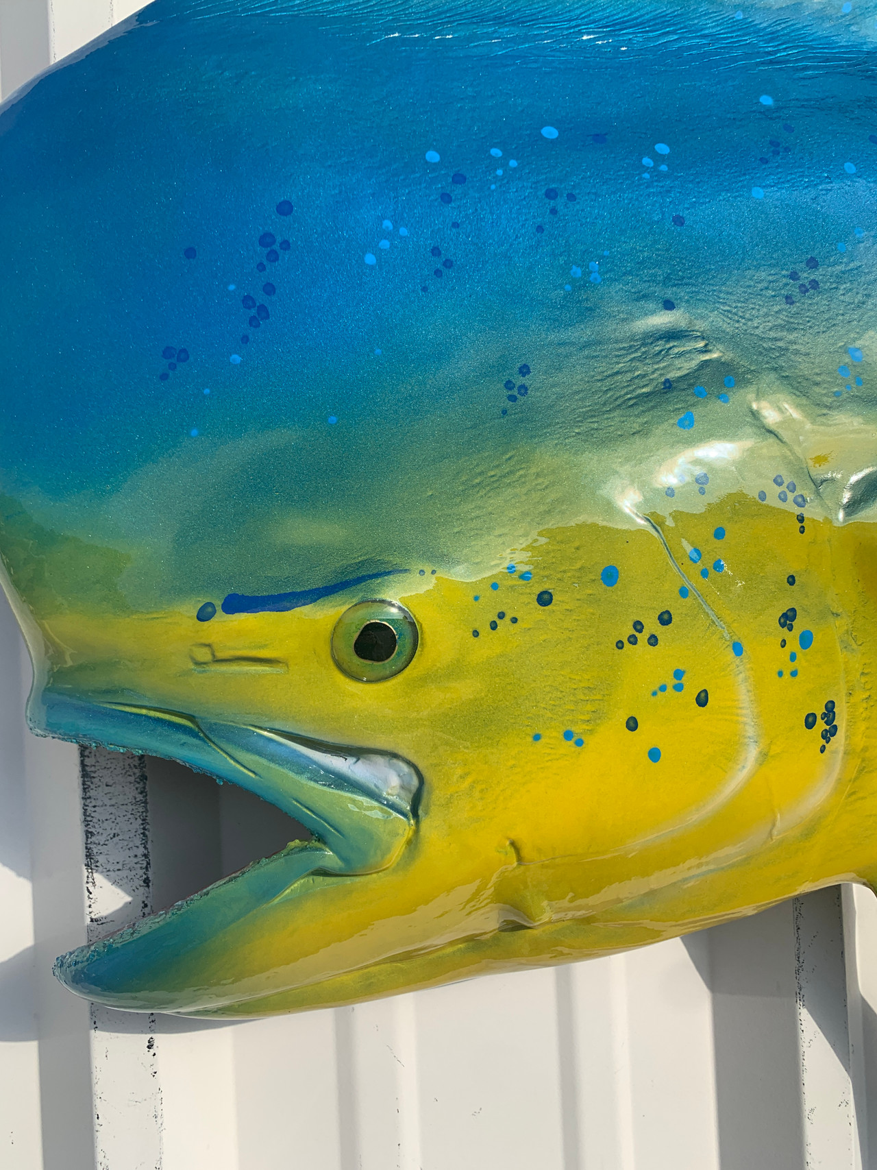 65 inch Left Facing Bull Dolphin Half Sided Fish Mount Replica
