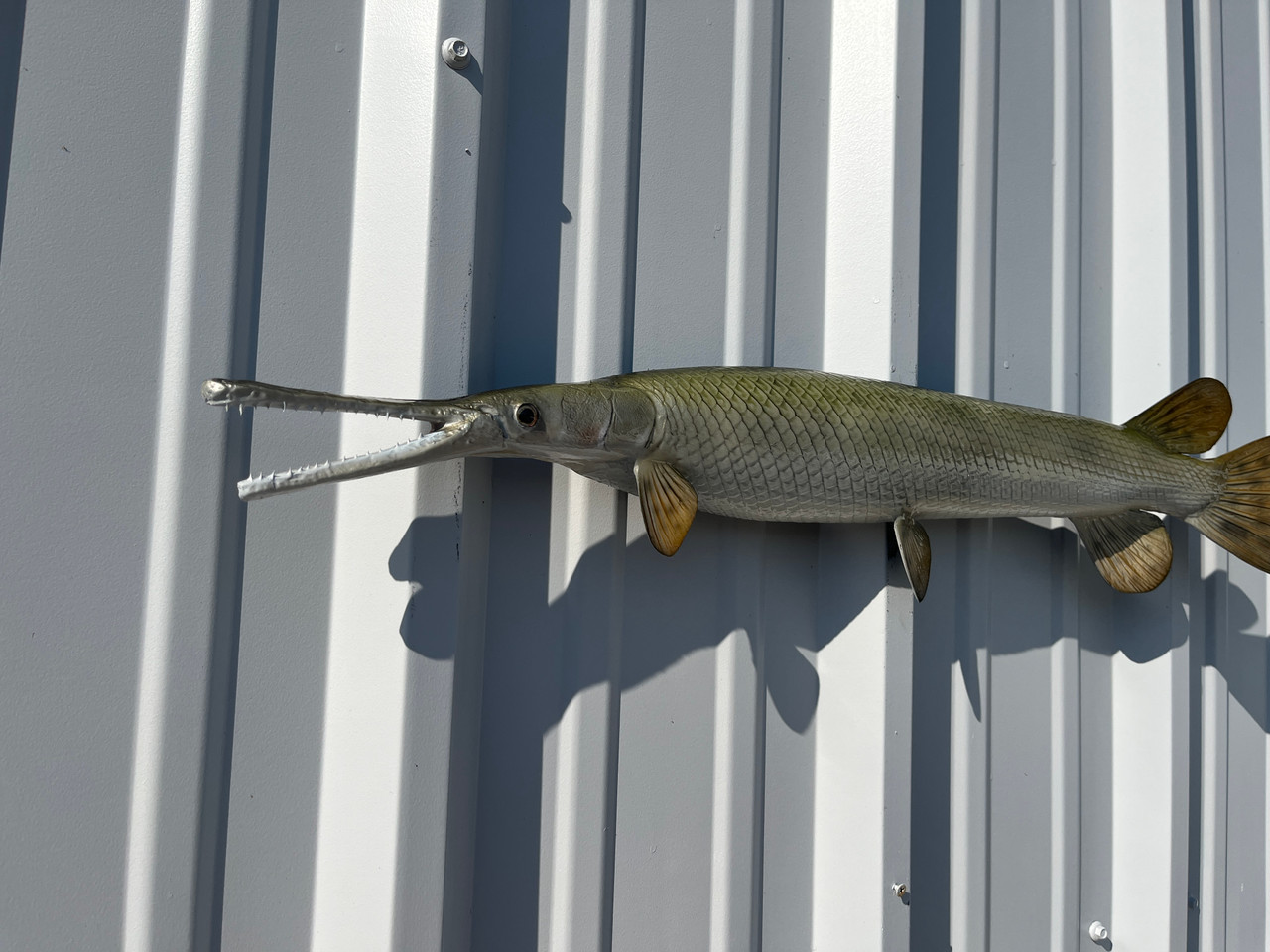 30 inch longnose gar half sided fish mount replica