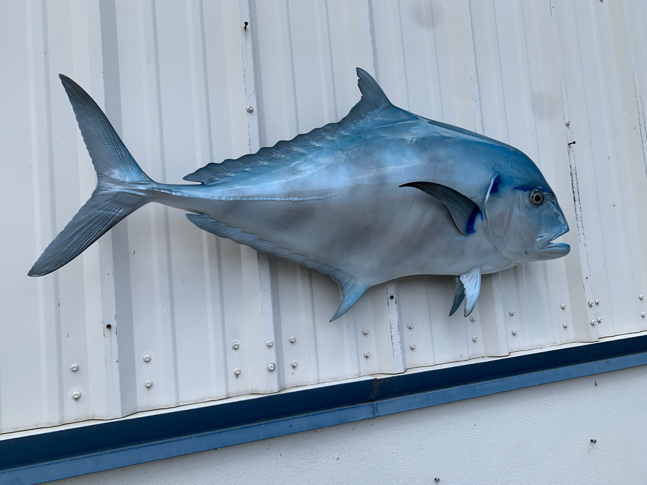 45 Inch African Pompano Fish Mount Replica Reproduction For Sale