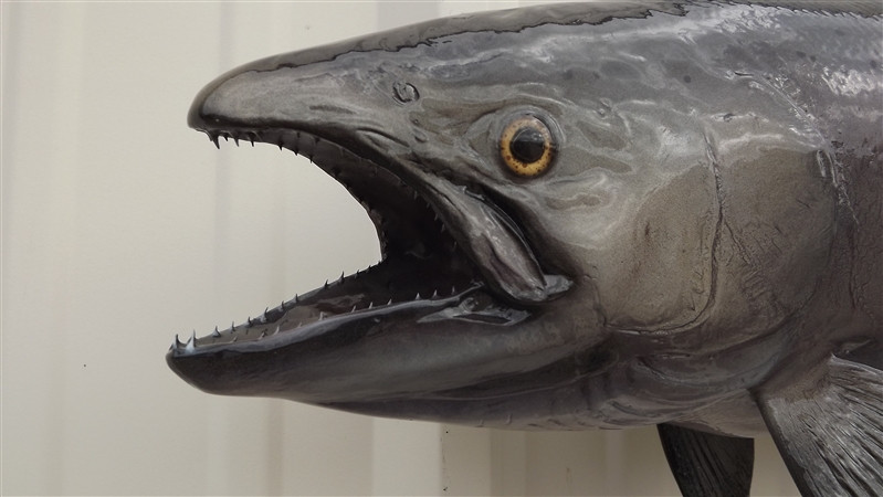 35 Inch Atlantic Salmon Fish Mount Replica Reproduction For Sale
