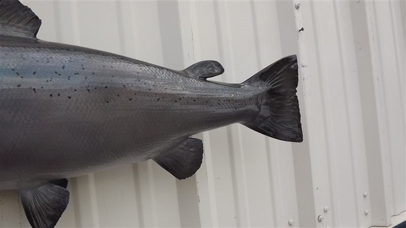 35 Inch Atlantic Salmon Fish Mount Replica Reproduction For Sale