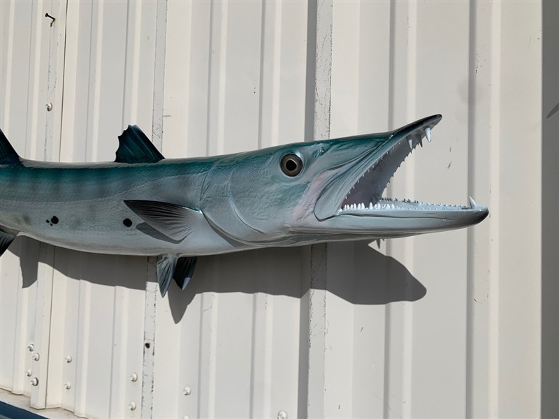 48 Inch Barracuda Fish Mount Replica Reproduction For Sale