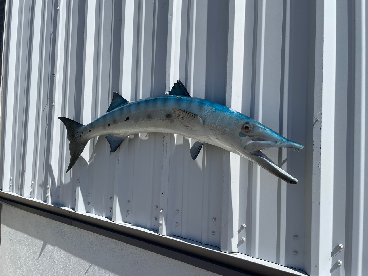 53 Inch Barracuda Half Sided Fish Mount Replica Reproduction