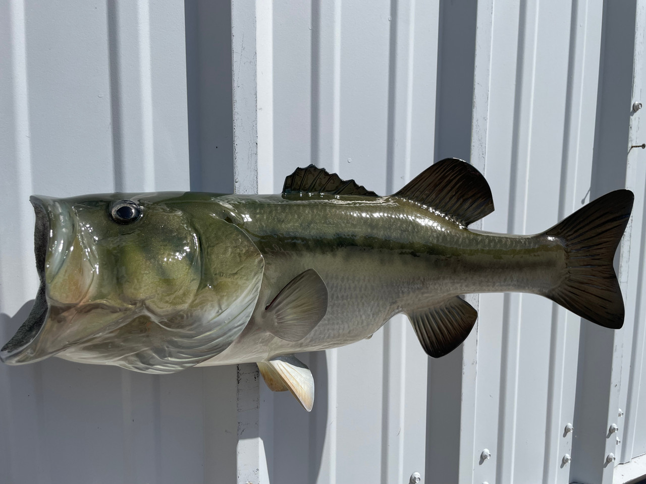 21 inch largemouth bass fish mount for sale | 21 inch largemouth bass ...