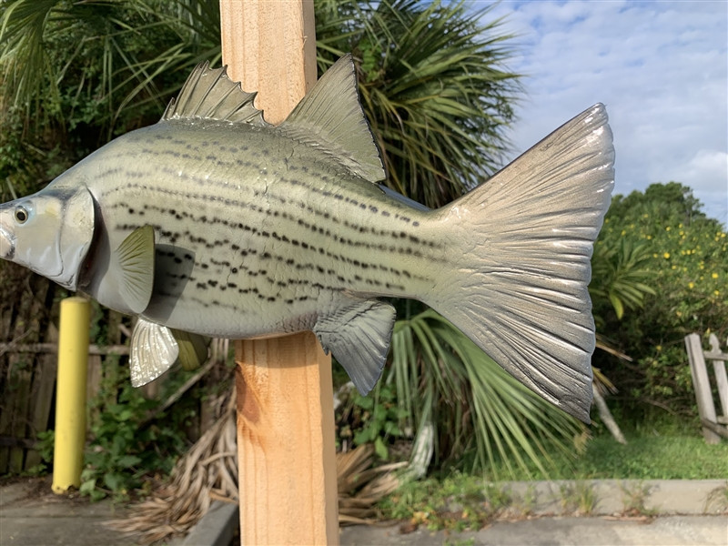 19 Inch Sunshine Bass Fish Mount Replica Reproduction For Sale