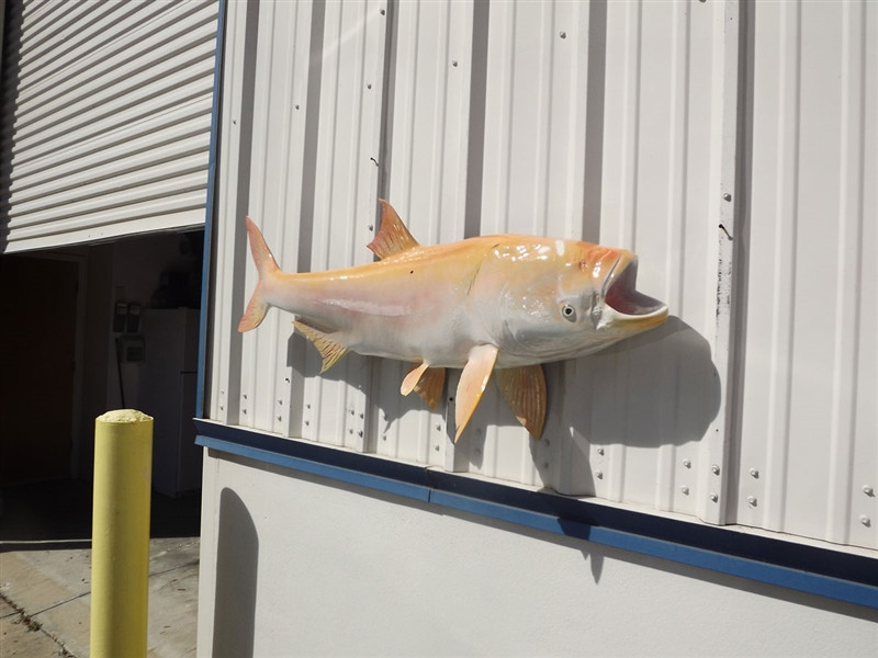 52 Inch Bighead Carp Fish Mount Replica Reproduction For Sale
