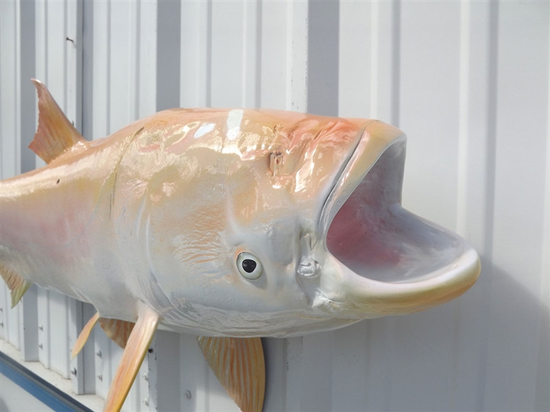 52 Inch Bighead Carp Fish Mount Replica Reproduction For Sale