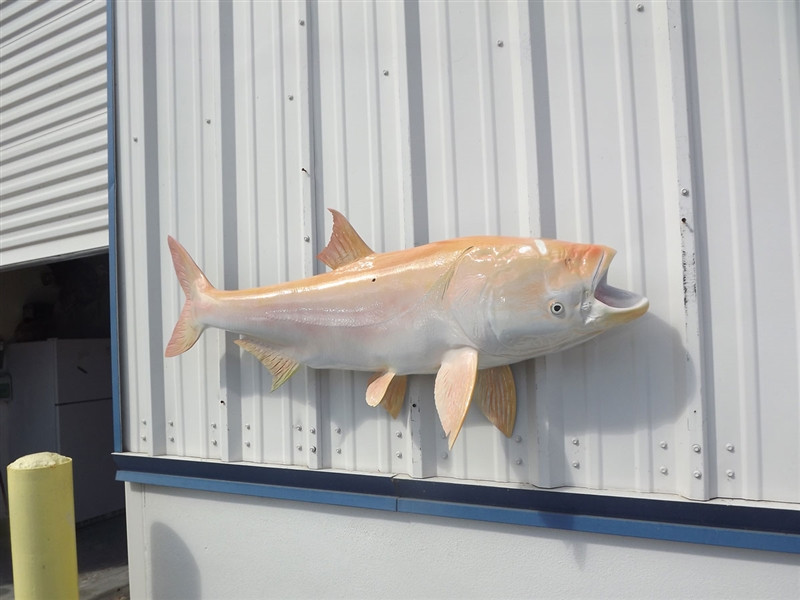 52 Inch Bighead Carp Fish Mount Replica Reproduction For Sale