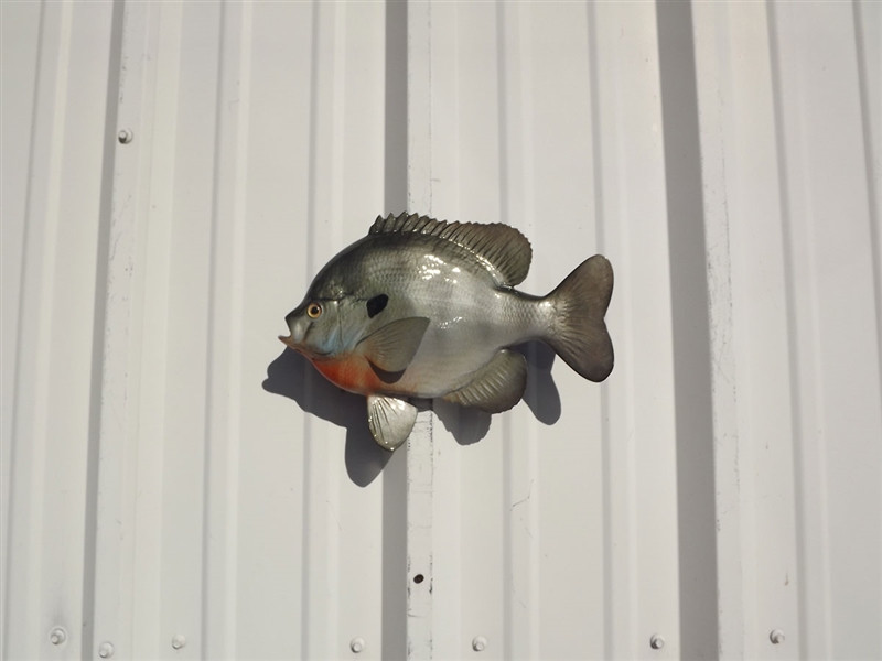 12 Inch Bluegill Mount 12 Inch Bluegill Full Mount 12 Inch Bluegill Replica