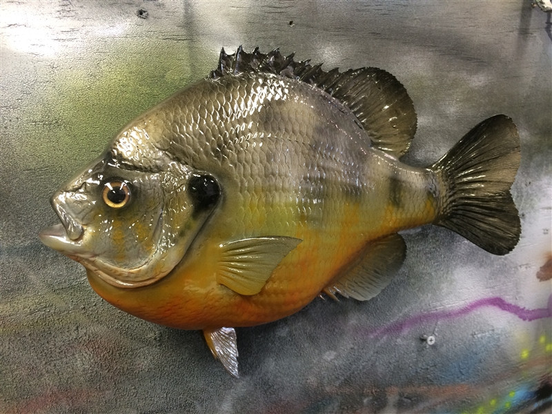 13 Inch Bluegill Mount 13 Inch Bluegill Full Mount 13 Inch Bluegill Replica