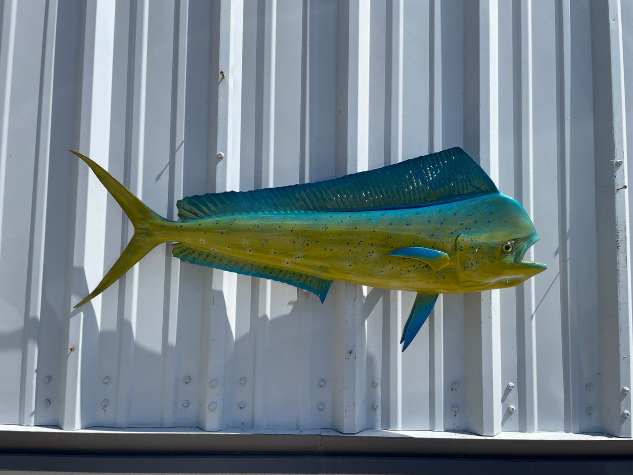 40 Inch Bull Dolphin Fish Mount Replica Reproduction For Sale