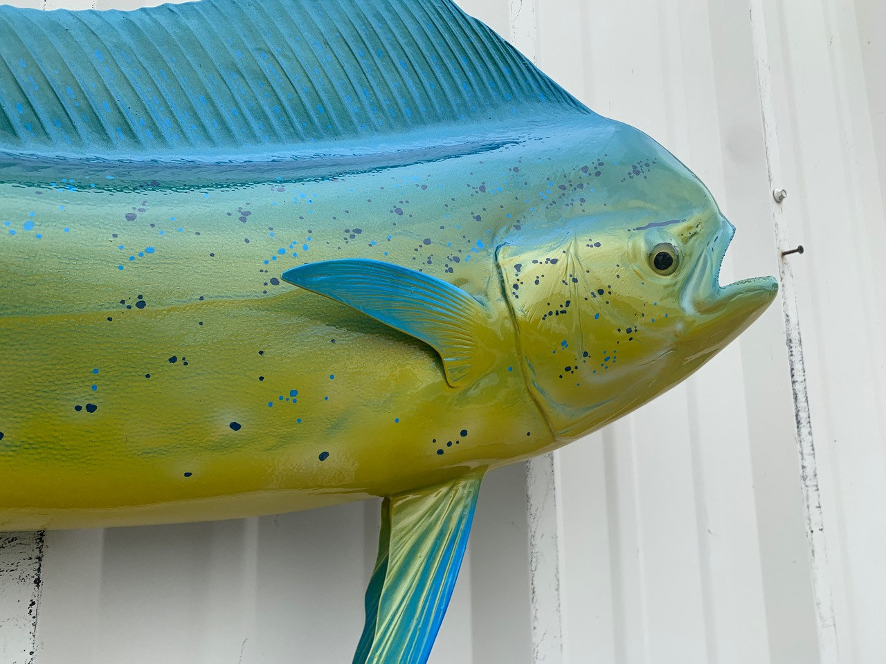 42 Inch Bull Dolphin Fish Mount Replica Reproduction For Sale