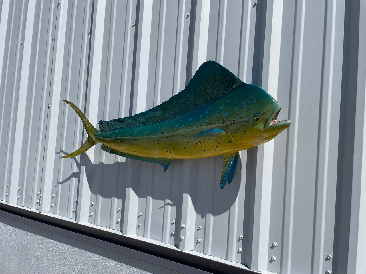 46 Inch Bull Dolphin Fish Mount Replica Reproduction For Sale