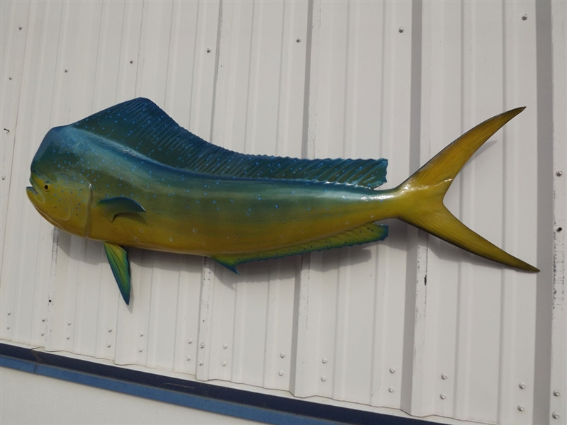 58 Inch Bull Dolphin Fish Mount Replica Reproduction For Sale