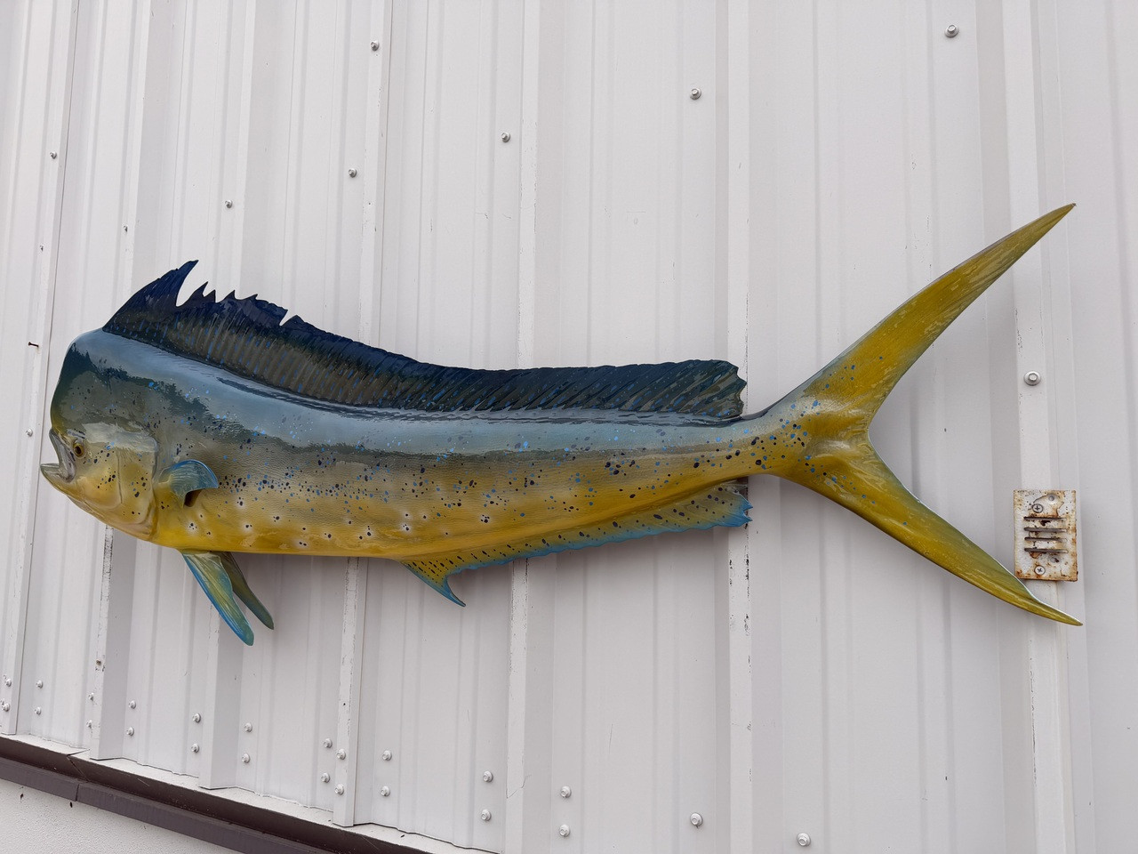 In Stock 60 Inch Bull Dolphin Full Mount In Stock 60 Inch Bull Dolphin ...