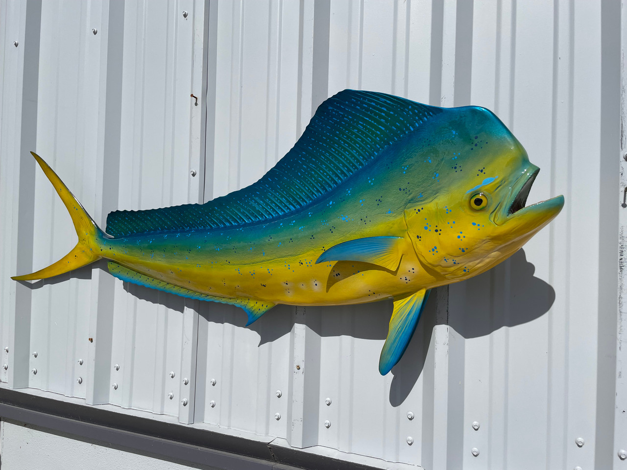 56 Inch Bull Dolphin Fish Mount For Sale by Mount This Fish!
