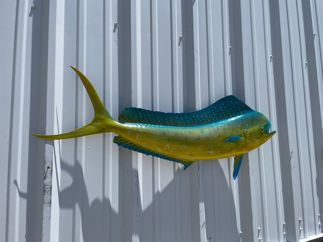 42 Inch Bull Dolphin Half Sided Fish Mount Replica