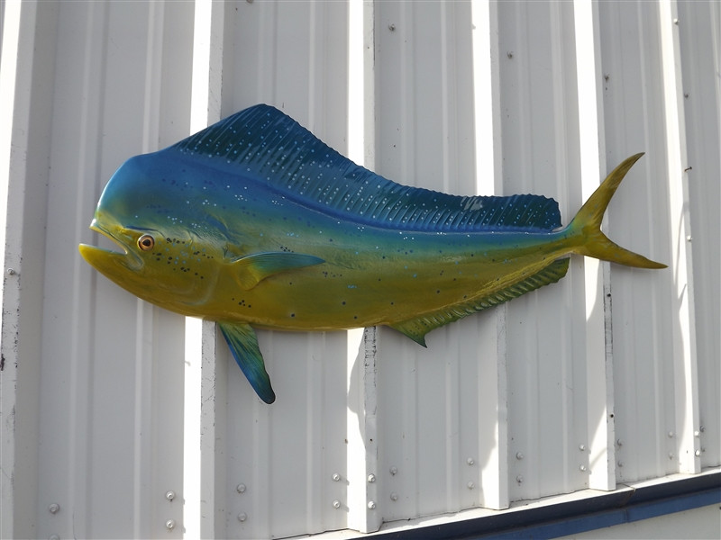 53 Inch Bull Dolphin Half Sided Fish Mount Replica